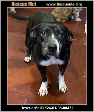 - California Pit Bull Rescue - ADOPTIONS - Rescue Me!