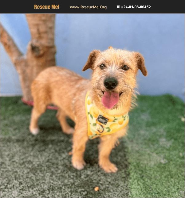 ADOPT 24010300452 ~ Norfolk Terrier Rescue ~ Carlsbad, CA