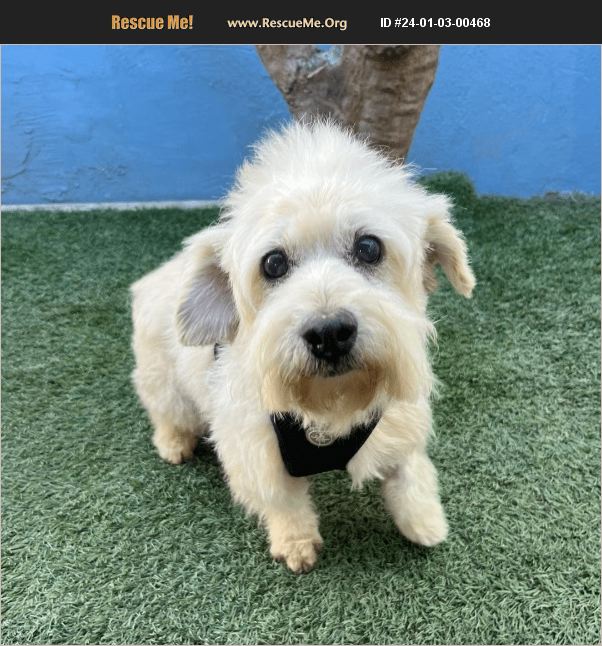 ADOPT 24010300468 ~ Cockapoo Rescue ~ Carlsbad, CA