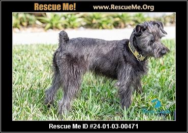 - Florida Schnauzer Rescue - ADOPTIONS - Rescue Me!