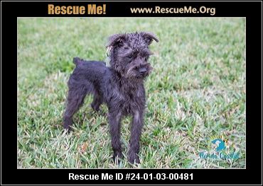 - Florida Schnauzer Rescue - ADOPTIONS - Rescue Me!
