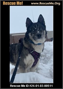 - Illinois Dog Rescue - ADOPTIONS - Rescue Me!