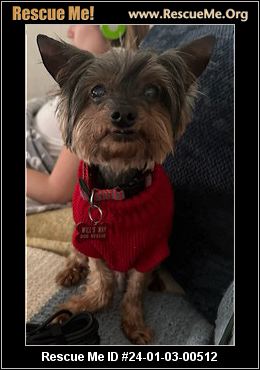 - Florida Yorkie Rescue - ADOPTIONS - Rescue Me!