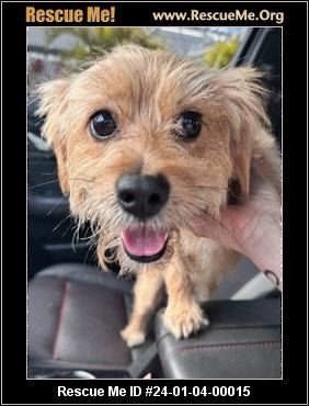 - Wills Way Dog Rescue - Boca Raton, FL - AVAILABLE PETS