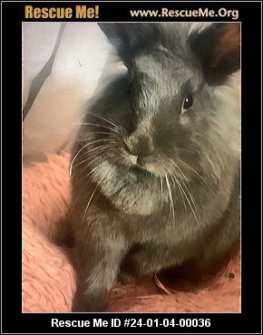 - Illinois Rabbit Rescue - ADOPTIONS - Rescue Me!