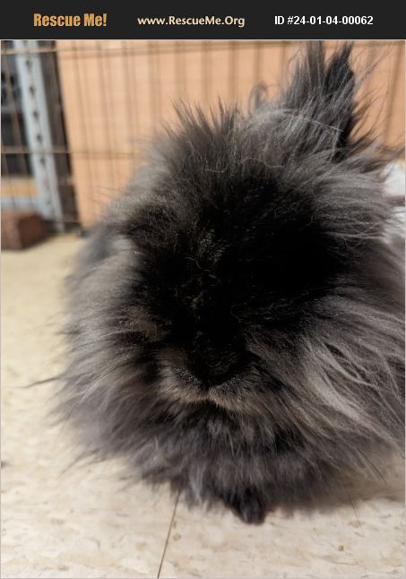 ADOPT 24010400062 ~ Rabbit Rescue ~ Stanardsville, VA