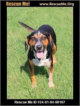 - Mississippi Dog Rescue - ADOPTIONS - Rescue Me!