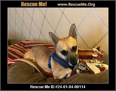 - Rhode Island Dog Rescue - ADOPTIONS - Rescue Me!