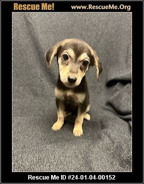 - Virginia Dog Rescue - ADOPTIONS - Rescue Me!