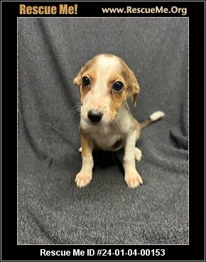 - Virginia Dog Rescue - ADOPTIONS - Rescue Me!