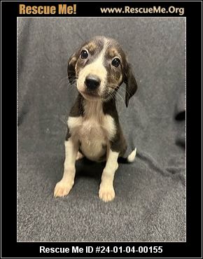 - Virginia Dog Rescue - ADOPTIONS - Rescue Me!