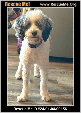 - Pennsylvania Poodle Rescue - ADOPTIONS - Rescue Me!