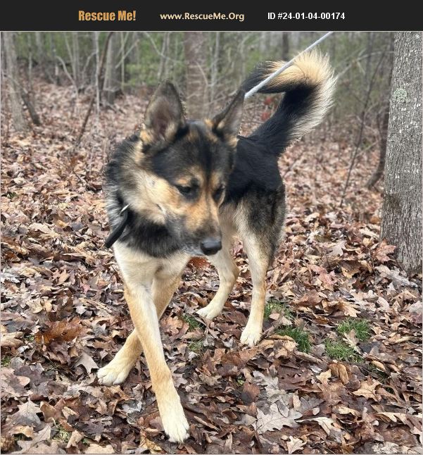 ADOPT 24010400174 ~ German Shepherd Rescue ~ Lyndhurst, VA