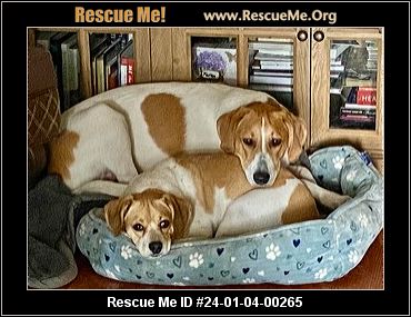 - Virginia Dog Rescue - ADOPTIONS - Rescue Me!