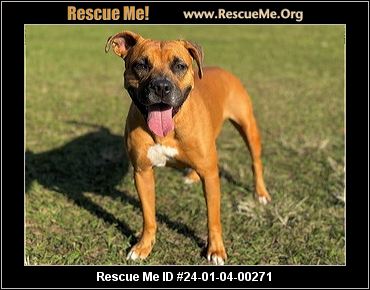 - Florida Black Mouth Cur Rescue - ADOPTIONS - Rescue Me!