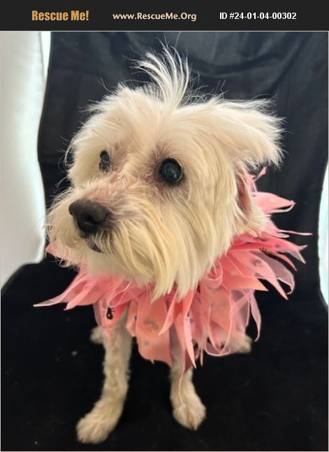 ADOPT 24010400302 ~ Maltese Rescue ~ Dallas, TX