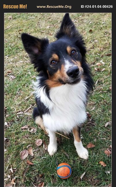 ADOPT 24010400426 ~ Australian Shepherd Rescue ~ sheridan, IL