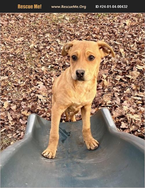 ADOPT 24010400432 ~ Boxer Rescue ~ Bethel, CT