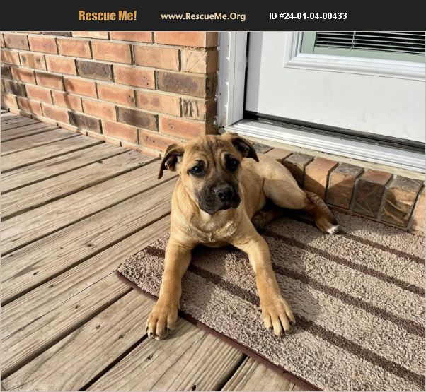 ADOPT 24010400433 ~ Boxer Rescue ~ Bethel, CT