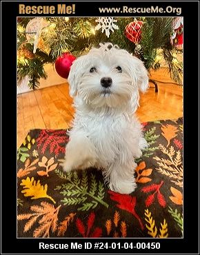 - Wisconsin Maltese Rescue - ADOPTIONS - Rescue Me!