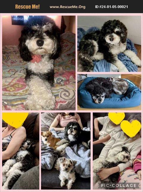 ADOPT 24010500021 ~ Cockapoo Rescue ~ Riverside County, CA