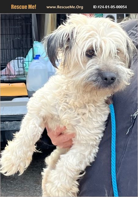 ADOPT 24010500054 ~ Cockapoo Rescue ~ Thompson Falls, MT