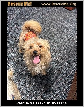 - New Mexico Dog Rescue - ADOPTIONS - Rescue Me!