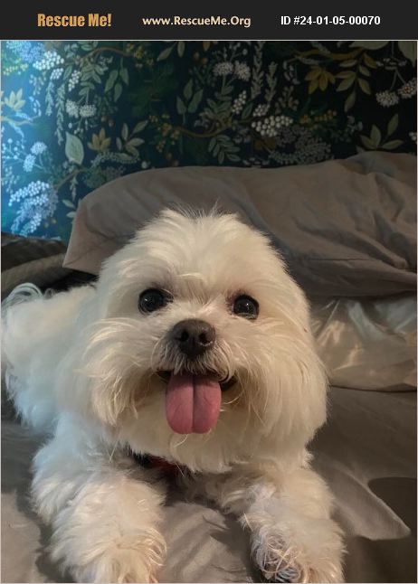 ADOPT 24010500070 ~ Maltese Rescue ~ Pensacola, FL