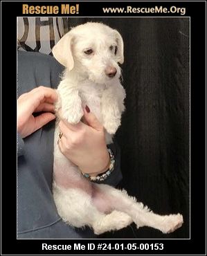 - Washington Poodle Rescue - ADOPTIONS - Rescue Me!