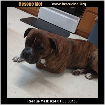 - Georgia Boxer Rescue - ADOPTIONS - Rescue Me!