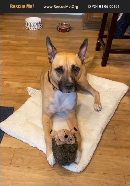 ADOPT 24010500161 ~ Black Mouth Cur Rescue ~ Tulsa, OK