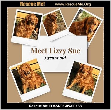 - Ohio Golden Retriever Rescue - ADOPTIONS - Rescue Me!