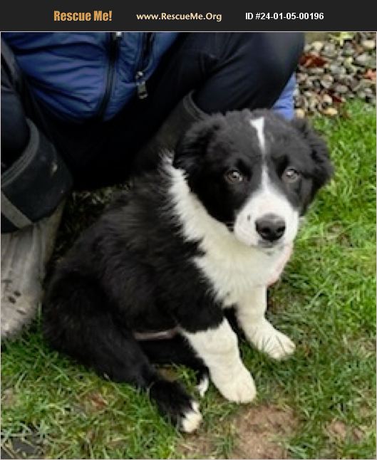 ADOPT 24010500196 ~ Border Collie Rescue ~ Washington