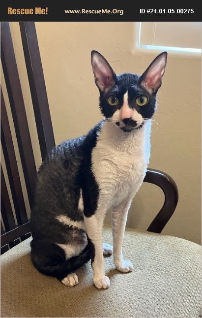 ADOPT 24010500275 ~ Cornish Rex Rescue ~ Goodyear, AZ, AZ