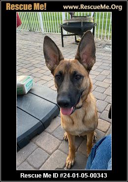 - Nevada Dog Rescue - ADOPTIONS - Rescue Me!