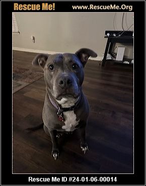 - Virginia Dog Rescue - ADOPTIONS - Rescue Me!