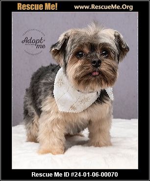 - South Carolina Yorkie Rescue - ADOPTIONS - Rescue Me!