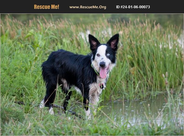ADOPT 24010600073 ~ Border Collie Rescue ~ Sedalia, MO