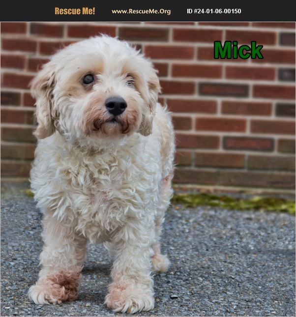 ADOPT 24010600150 ~ Cavalier Rescue ~ Mount Carmel, PA