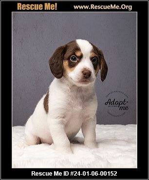 - South Carolina Dog Rescue - ADOPTIONS - Rescue Me!