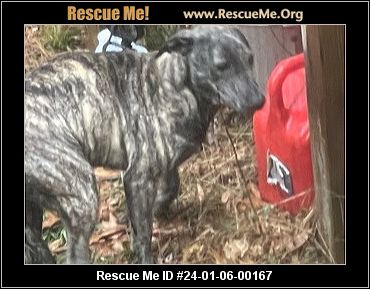 - Texas Mutt Rescue - ADOPTIONS - Rescue Me!