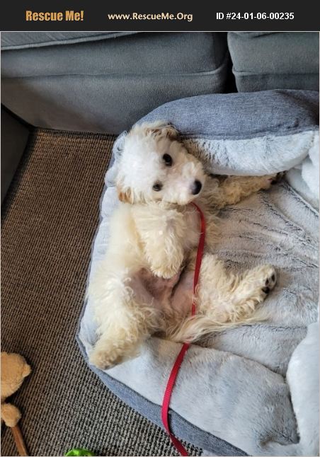 ADOPT 24010600235 ~ Poodle Rescue ~ Philadelphia, PA