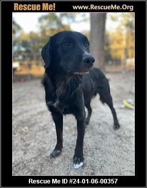 - Georgia Border Collie Rescue - ADOPTIONS - Rescue Me!