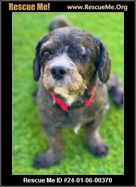 - California Lhasa Apso Rescue - ADOPTIONS - Rescue Me!