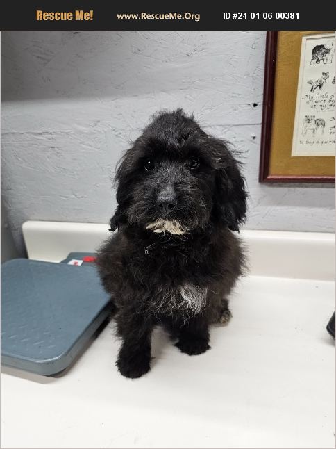 ADOPT 24010600381 ~ Bernese Mountain Dog Rescue ~ Denver, IN