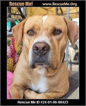 - Georgia Dog Rescue - ADOPTIONS - Rescue Me!