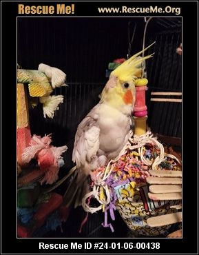 - Pennsylvania Pet Bird Rescue - ADOPTIONS - Rescue Me!