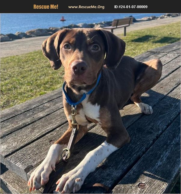 ADOPT 24010700009 ~ German Shorthaired Pointer Rescue ~ New York