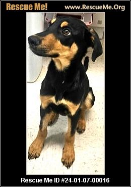 - California Doberman Pinscher Rescue - ADOPTIONS - Rescue Me!