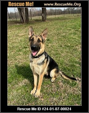- Texas German Shepherd Rescue - ADOPTIONS - Rescue Me!
